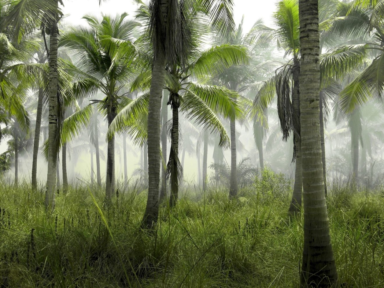 29 giugno: Giornata internazionale dei tropici – Circolo Svizzero